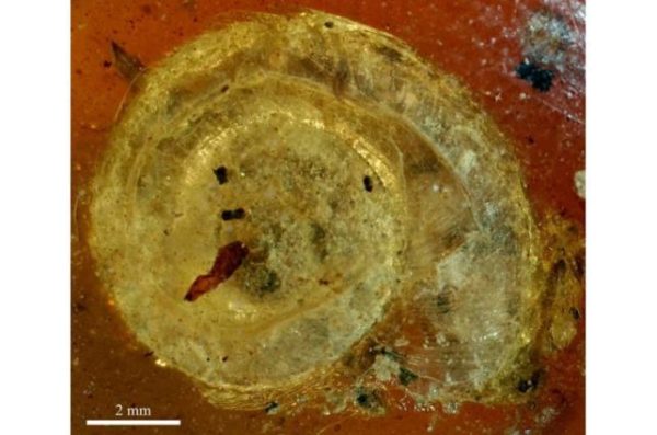 Scientists Discovered 99 Million Years Old Preserved Snail - The ...