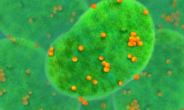 Scientists Discover First Ever Virus-Eating Bacteria - The Morning News