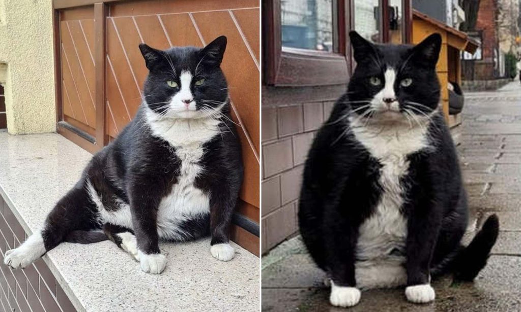 Fat Cat Has Become A Tourist Hotspot In Poland - The Morning News