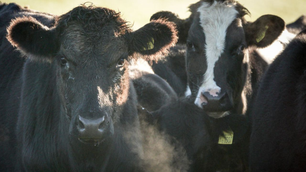 Cows Helped Police Arrest A Driving Suspect In North Carolina - The ...