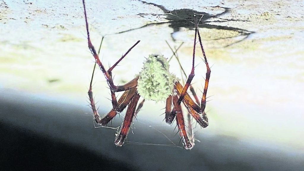 Scientists Discover Terrifying Fungus That Turns Spiders Into Zombies ...