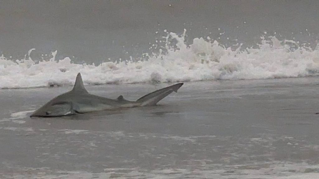 Sand Tiger Shark Likely Bit Woman At Jones Beach New York, Officials ...