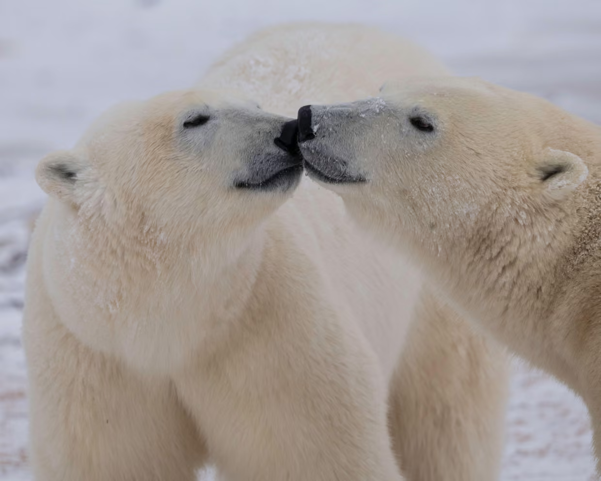 Polar Bear DNA Changes Could Help Them Adapt To Global Warming, Study ...